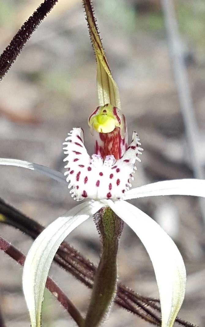 Pendant spider orchid – WA Orchid Adventures