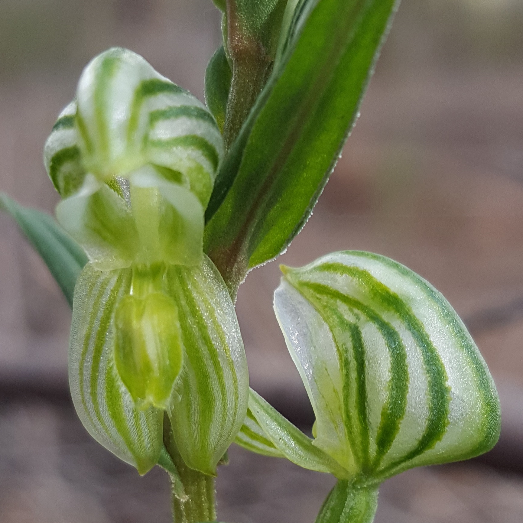 Banded greenhood – WA Orchid Adventures