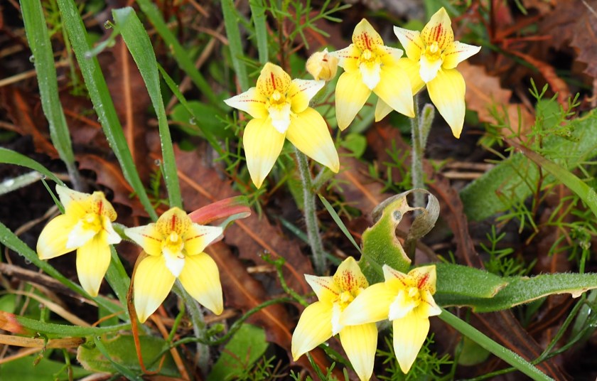 2019 Road Trip – Bedfordale to Caron Dam Reserve via Lake Indoon – WA ...