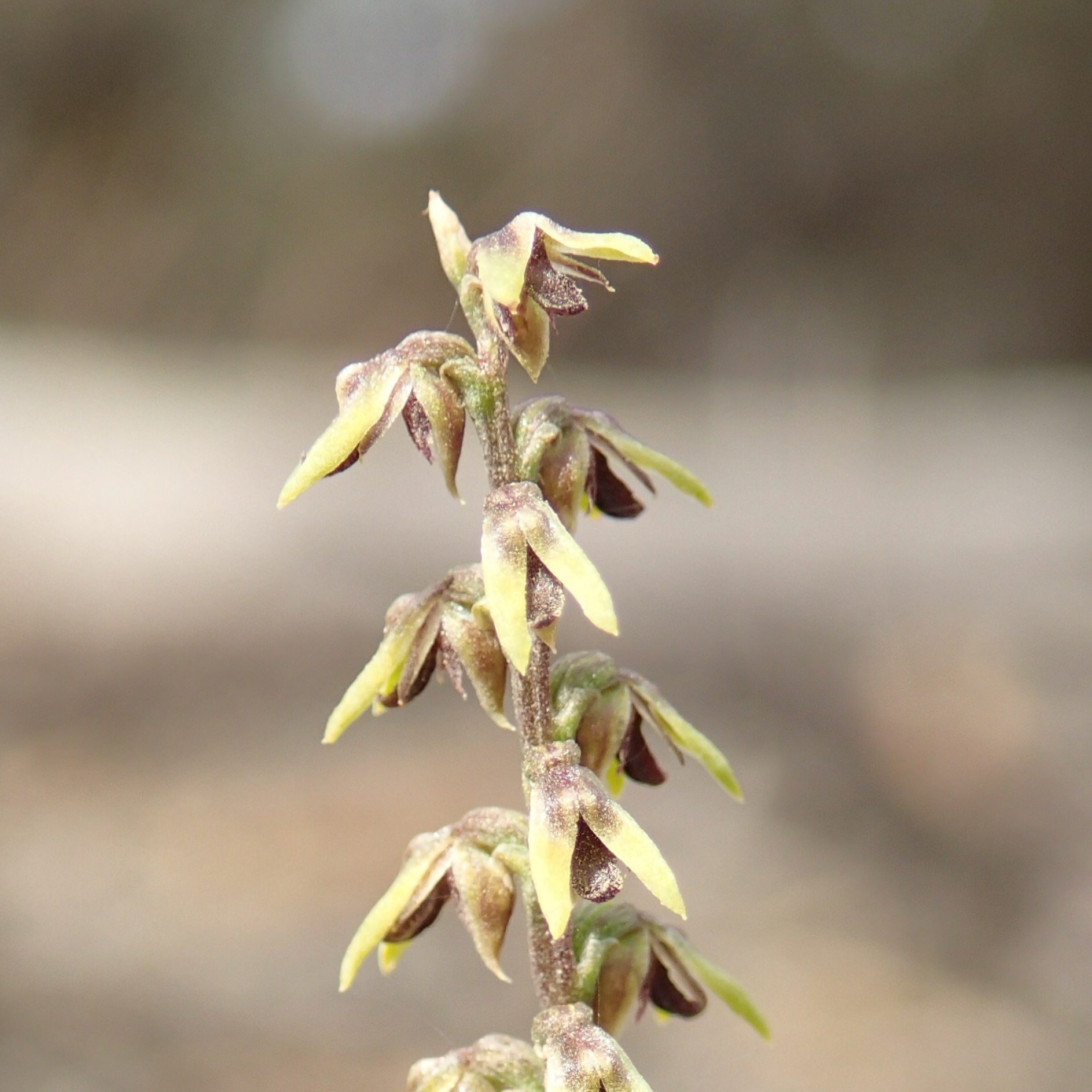 2020 – The season begins in March – WA Orchid Adventures