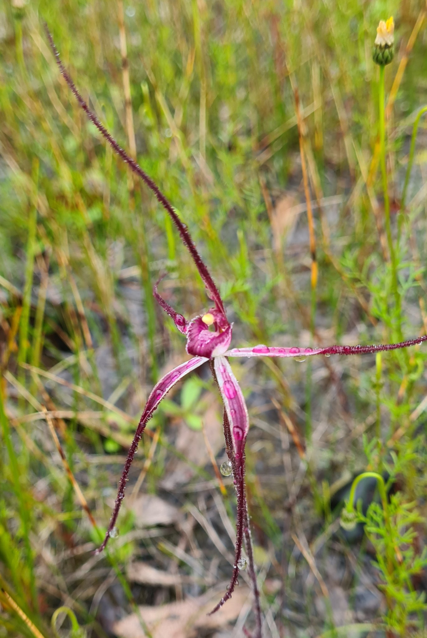 09/09/2021 ….. Stirling Range National Park and surrounds – WA Orchid ...