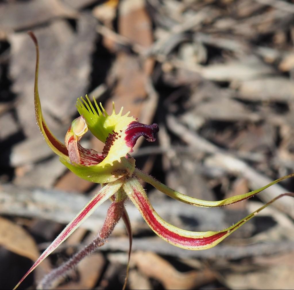 11/09/2021 ….. Chirelillup Nature Reserve to Jerramungup – WA Orchid ...