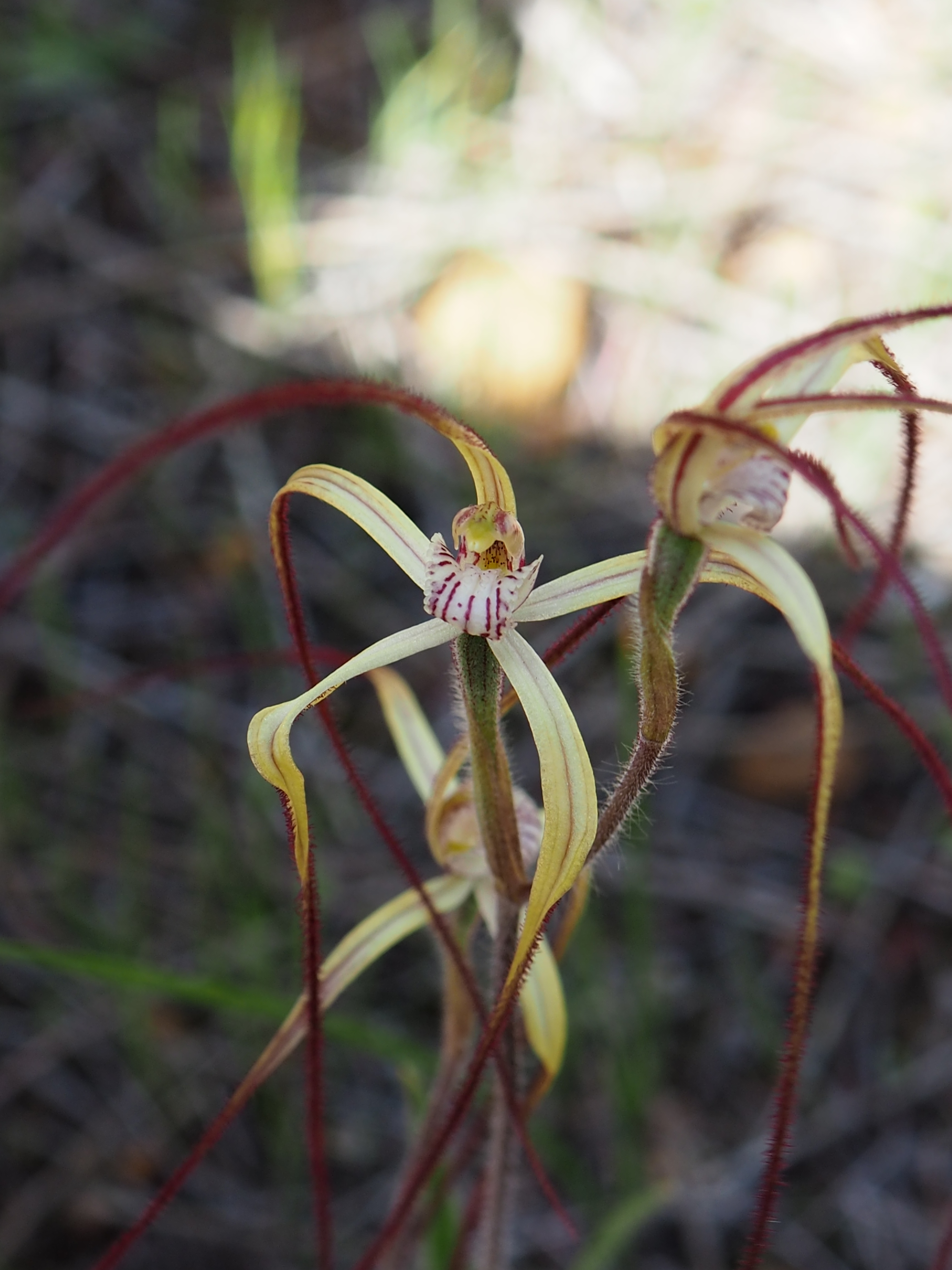 Orchid Adventures on the Road to Perth – WA Orchid Adventures